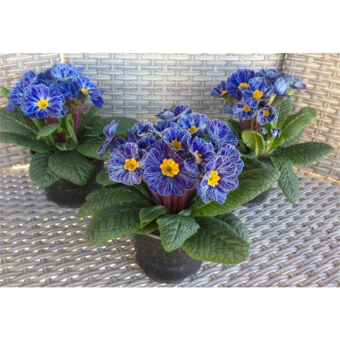 Primrose Blue Zebra - Zebra Blue Primula Plants