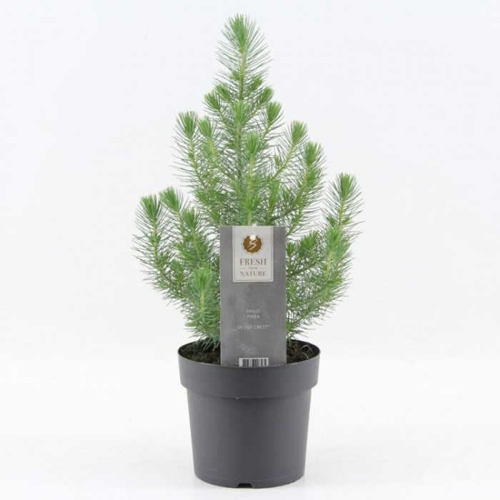 Christmas Tree - Pinus pinea Silver Crest - Stone Pine