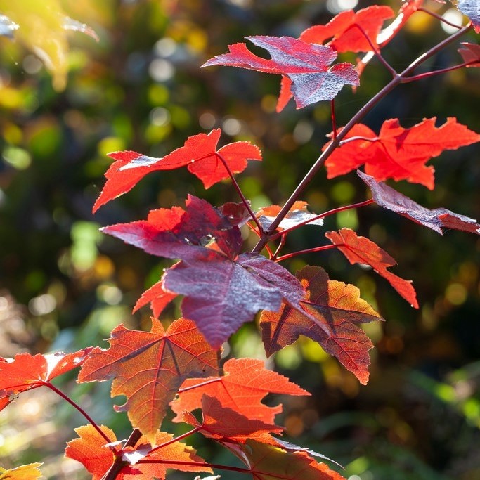 Acer rubrum Sun Valley - American Red Maple - Circa 150-180cms tall