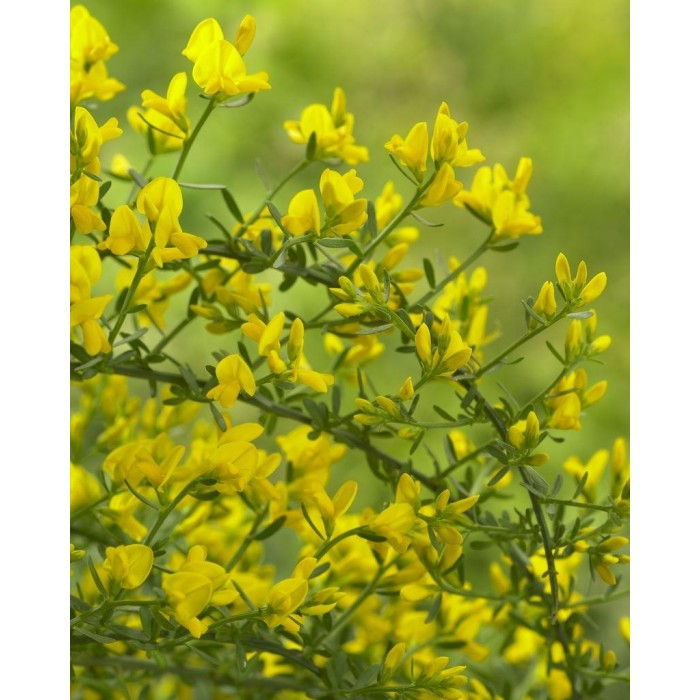 Genista Lydia - Hardy Dwarf Broom