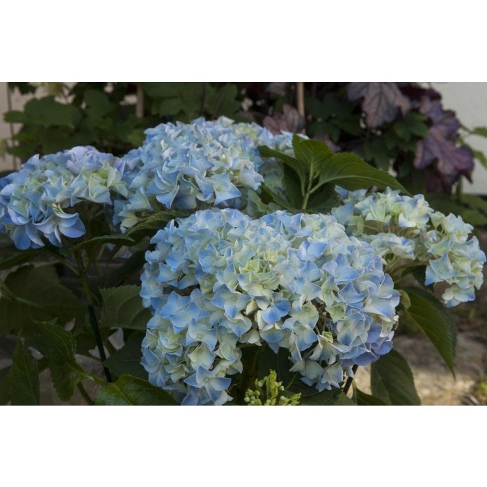 Hydrangea macrophylla Elbtal - Large Flowered Mophead Hydrangea - XXL ...