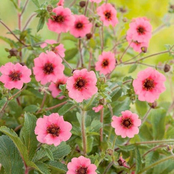 Potentilla shrubs for sale | Buy Potentilla plants UK delivery