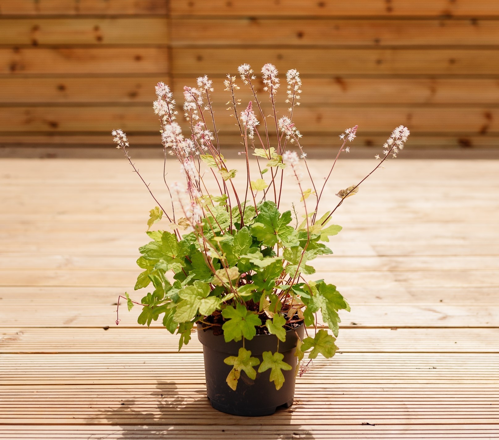 Tiarella Spring Symphony - Foam Flower