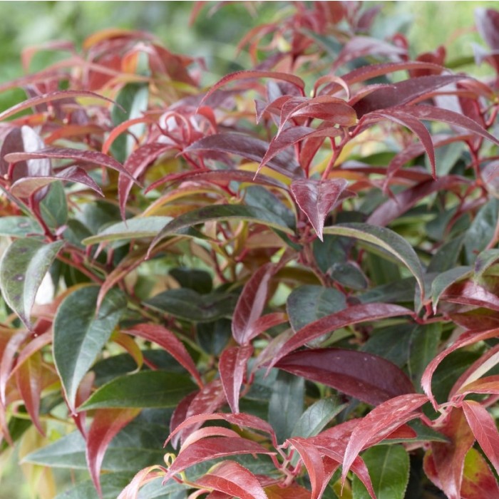 Leucothoe keiskei 'Royal Ruby' - Switch Ivy
