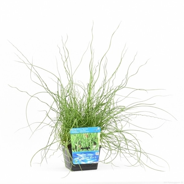 Juncus effusus 'Spiralis' - Corkscrew rush