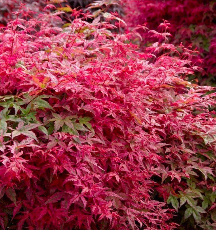 Acer palmatum Shin Deshojo - Japanese Maple
