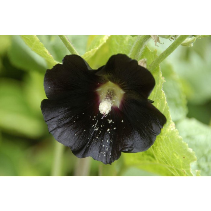 Alcea rosea Nigra - Black Hollyhock (Althea)