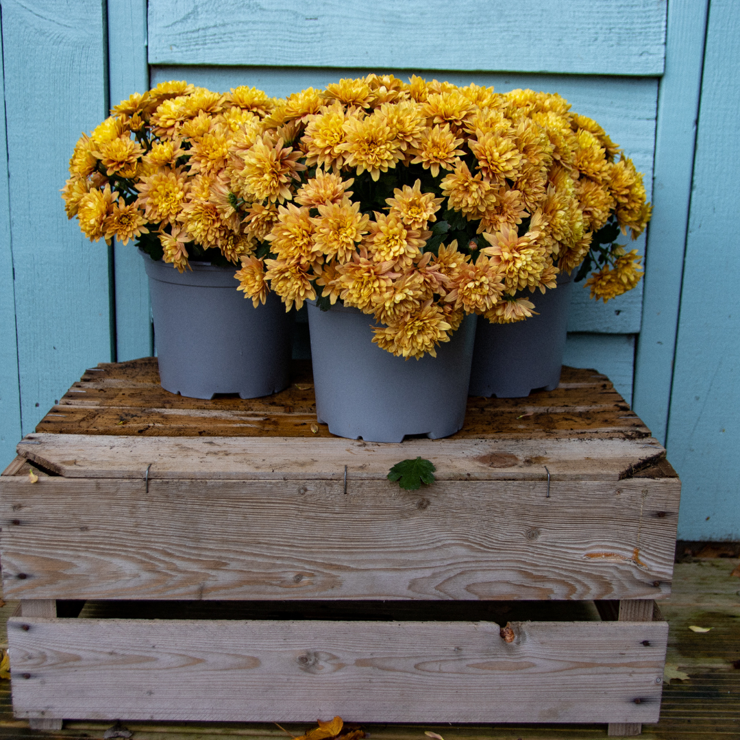 Colourful Garden Mum Chrysanthemum - Bronze Shades