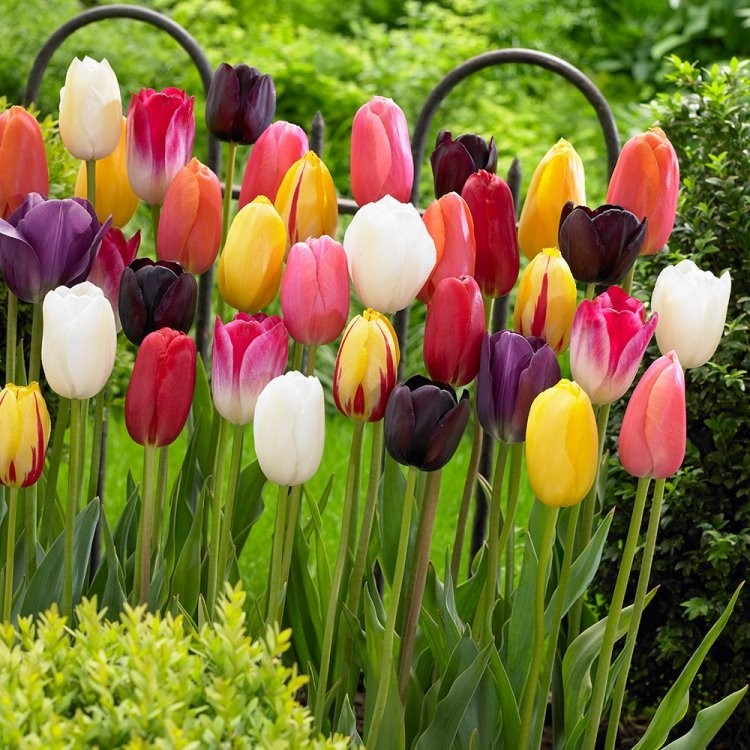 40 x Mega Mix Tulips