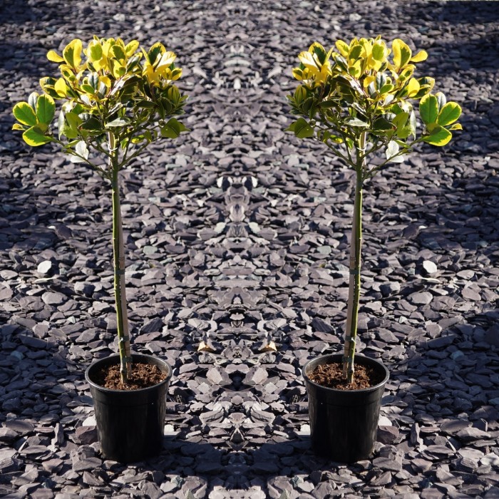 Pair of Gorgeous Golden King Variegated Holly Tree Standards - Perfect ...