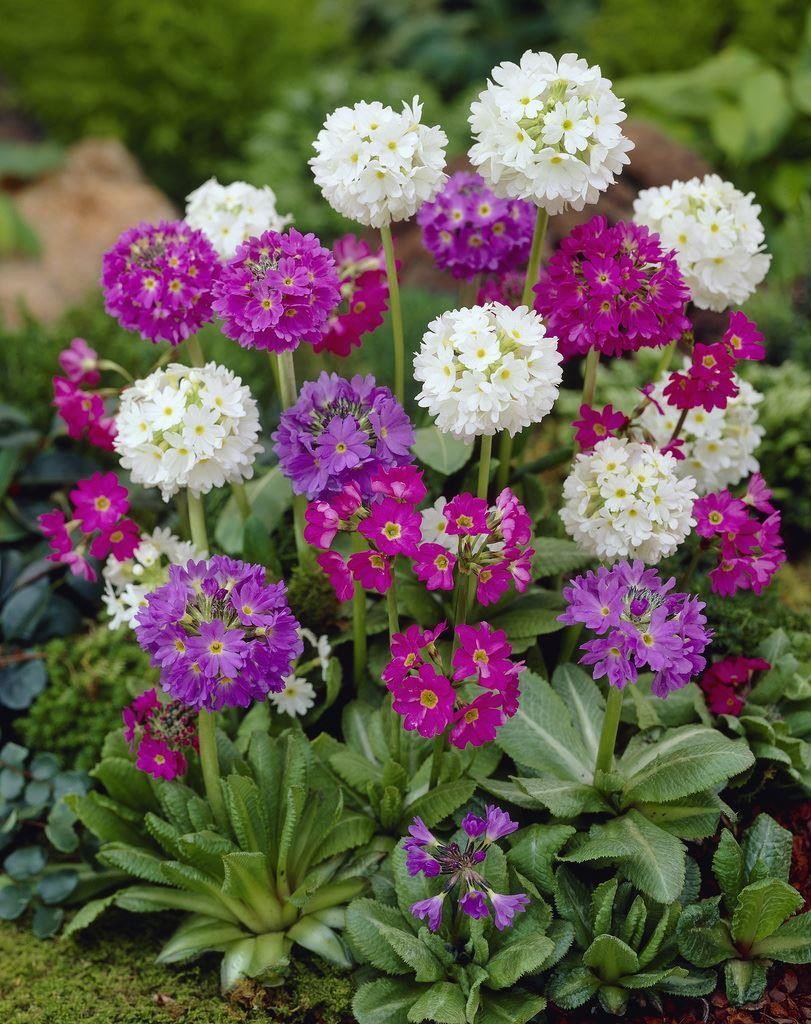 Primula denticulata Collection - Pack of THREE Drumstick Primrose Plants