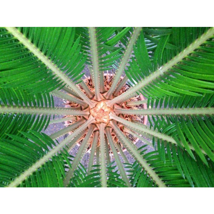 HUGE GIANT Cycad - Cycad revoluta - EXTRA LARGE Specimen King Sago Palm ...