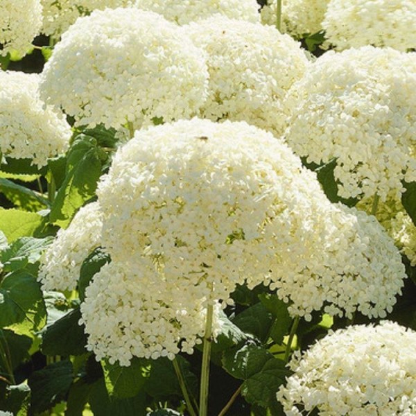 Hydrangea paniculata Sundae Fraise - Large Lollipop Standard Tree ...