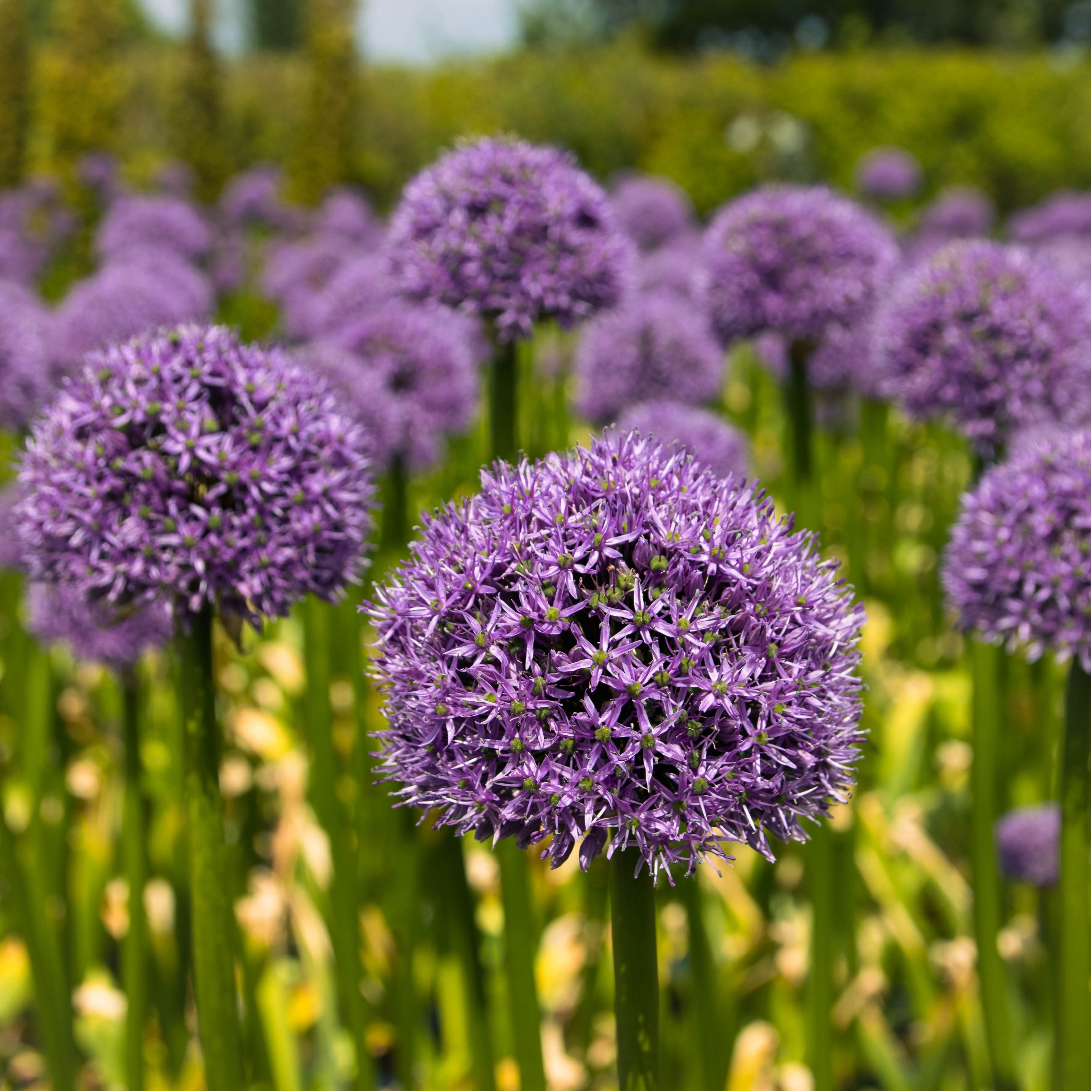 Allium Globemaster - Giant Globe Allium