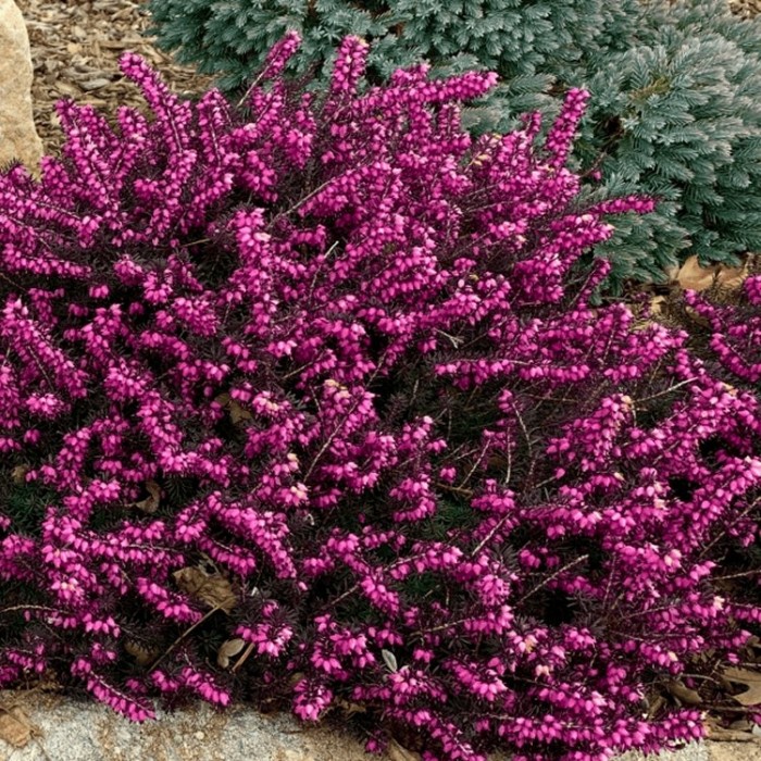 Erica 'Lena Red' - Deep Pink-Red Winter Flowering Heather