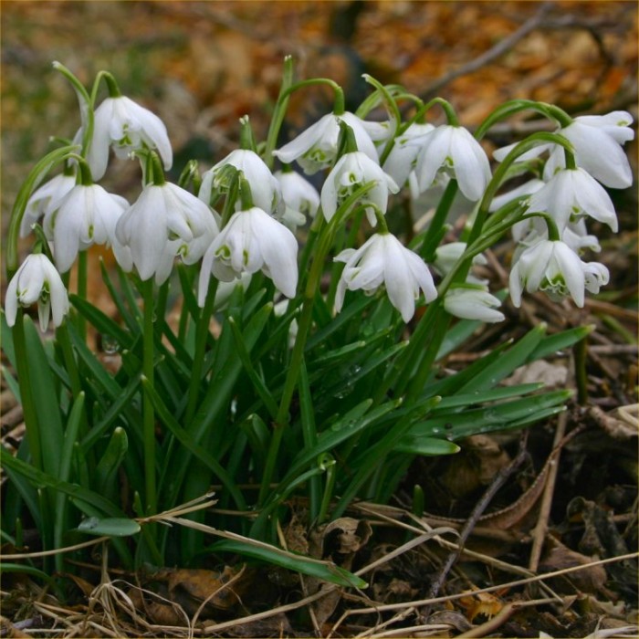 Rare Double Flowered Snowdrops - Galanthus nivalis Flore Pleno (var ...