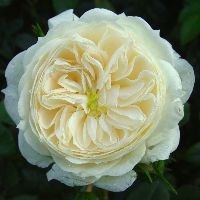 Luxury Garden Roses - Premier Collection - Pack of SIX Assorted Bush Roses