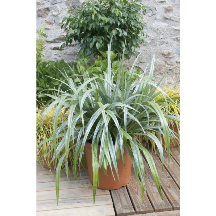 Astelia chatamica Silver Shadow - Silver Spear