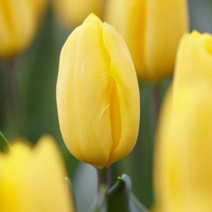 Tulip Strong Gold - Pack of 12 Bulbs