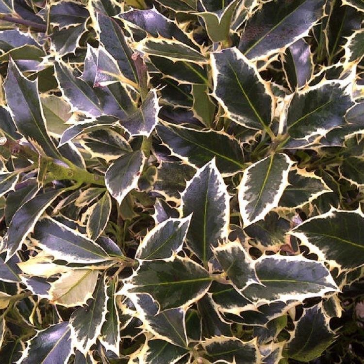 Ilex aquifolium Handsworth New Silver - Variegated Female Holly