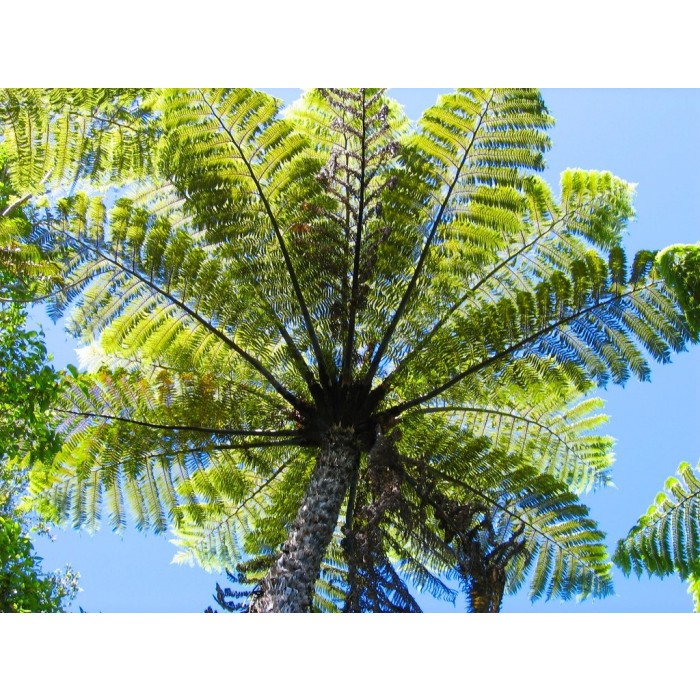 Large Cyathea dealbata - Silver Tree Fern