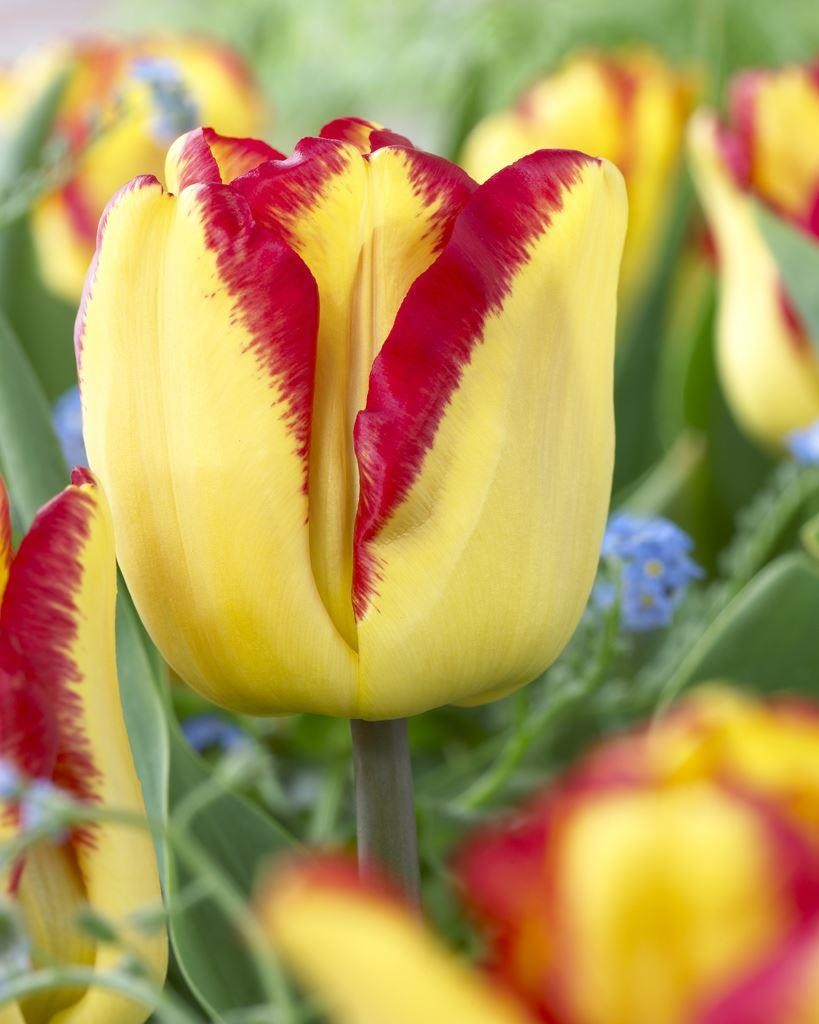 Tulipa Cape Town - Two Tone Tulips