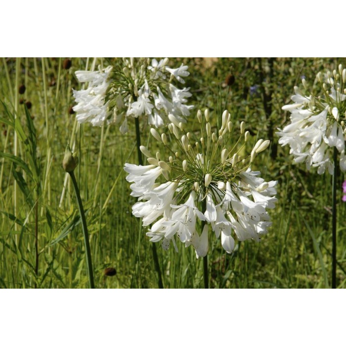 Agapanthus albus - Silver Lining - White Lily of the Nile Plants