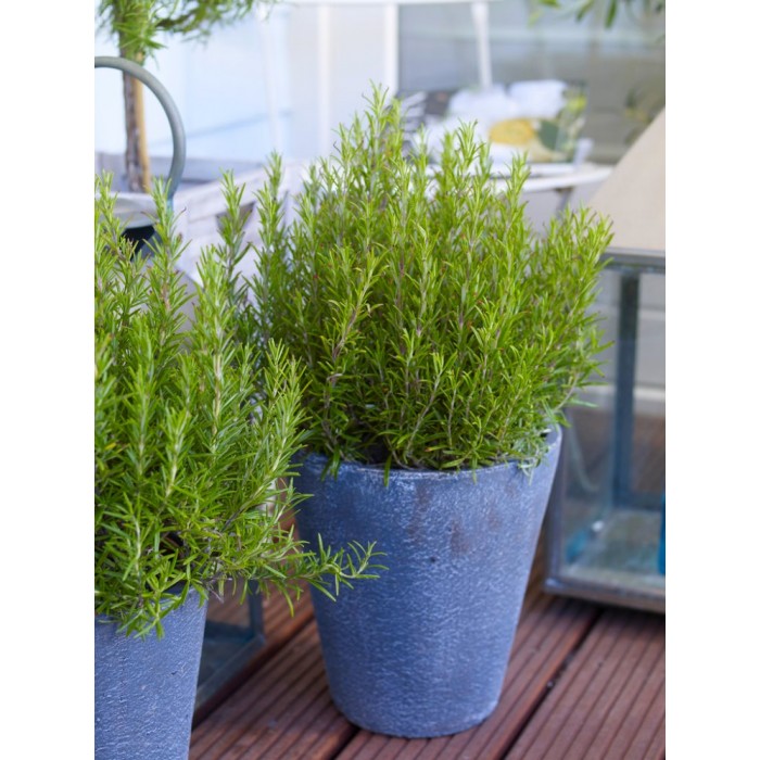 Fragrant Rosmarinus officinalis - Rosemary Bush