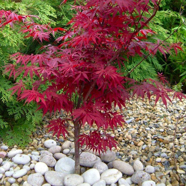 Acer palmatum Peve Dave - Japanese Maple