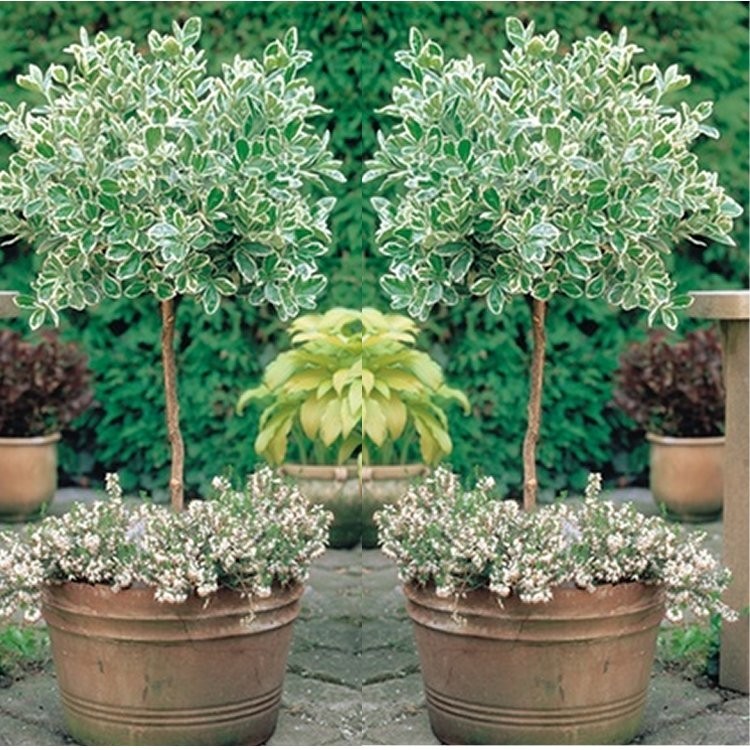 Pair of Euonymus Emerald Gaiety - Variegated Evergreen Standard Topiary ...