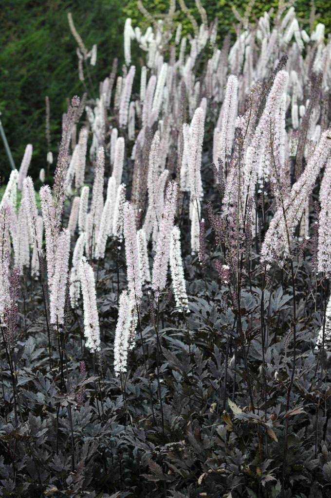 Actaea simplex 'Brunette' (Cimicifuga ramose Brunette bugbane)