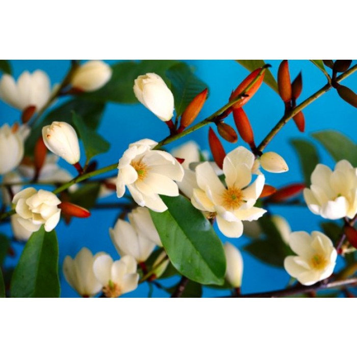 WINTER SALE - Michelia Magnolia Fairy Cream - New freely blooming ...