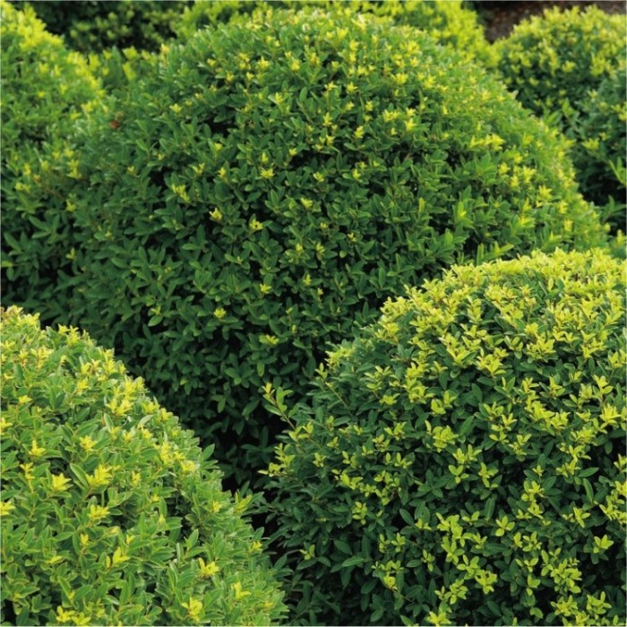 Topiary Ball - Ilex crenata Green Glory Luxus - Box leaved Japanese Holly