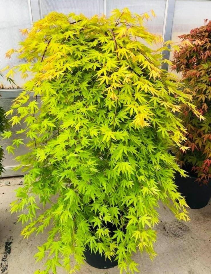Acer palmatum 'Cascade Citrine' - Golden Foliage Weeping Waterfall ...