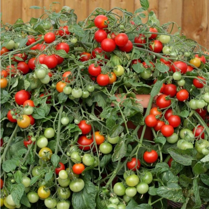 Container & Basket Tomato Collection - Pack of SIX Plants