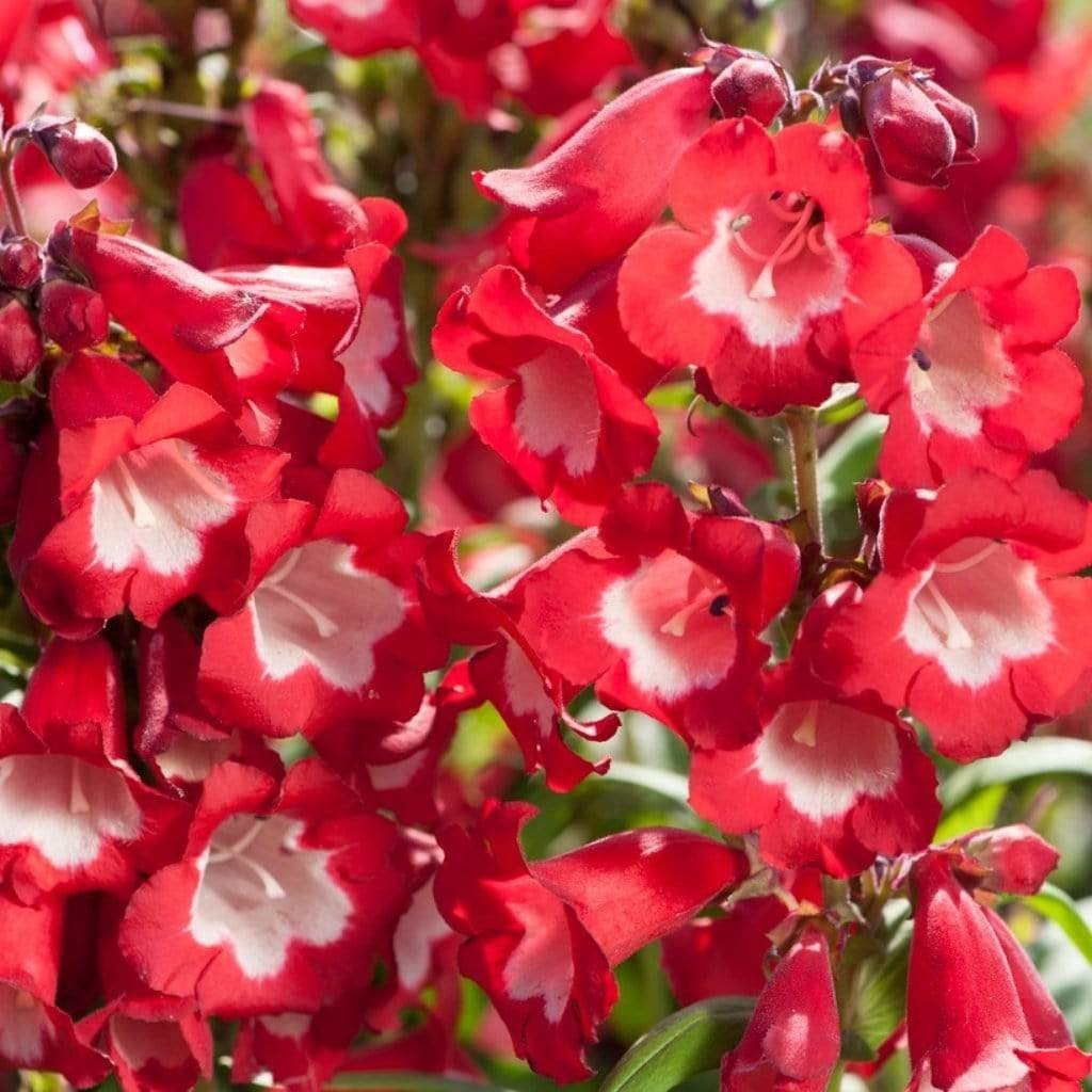 Penstemon Phoenix Red