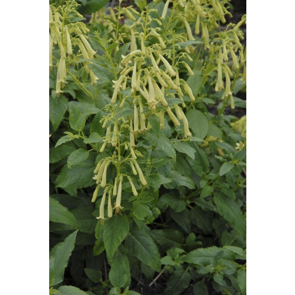 Fuchsia shrubs for sale UK | Fuchsia plants UK delivery