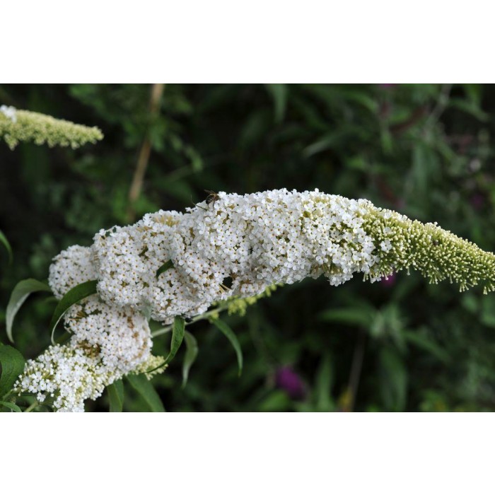 Buddleja davidii White Profusion - White Butterfly Bush Buddleia