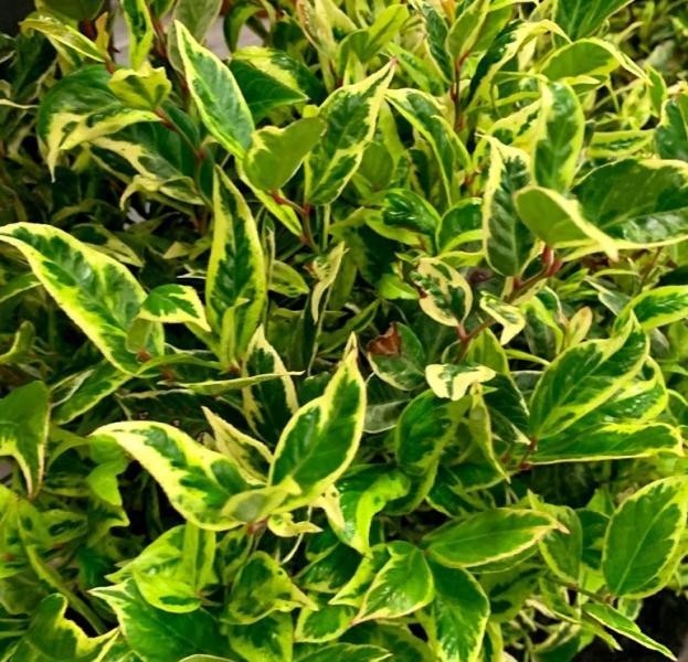 Leucothoe walteri Firestar - New Variegated Gold and Red Evergreen