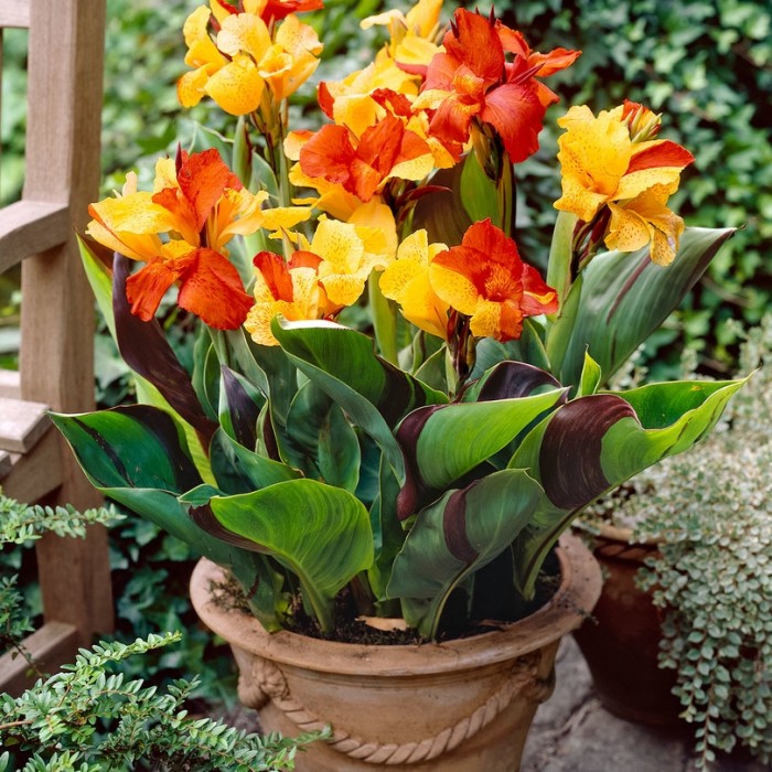 Canna Cleopatra