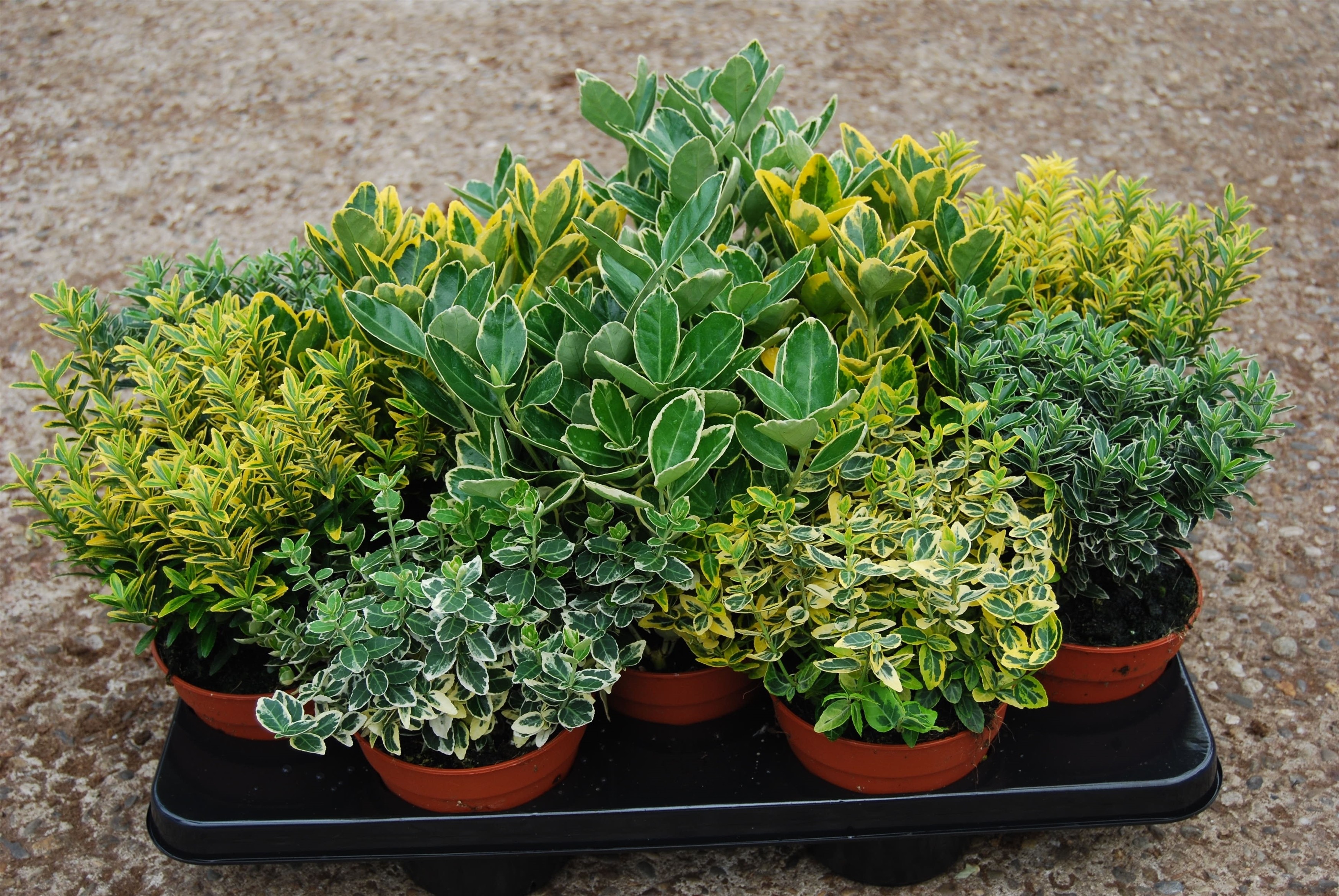 Evergreen Euonymous Selection - Pack of FIVE Evergreen Euonymus Plants ...