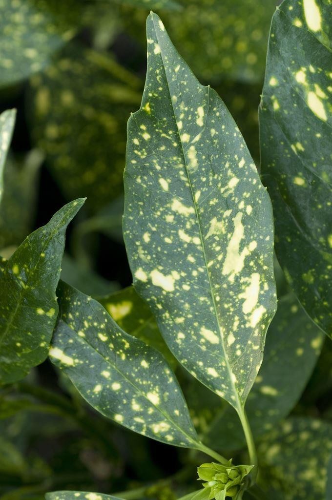 Evergreen Japanese Spotted Laurel - Aucuba japonica Variegata