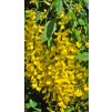 WINTER SALE - Laburnum anagyroides Yellow Rocket - Upright Golden Chain ...