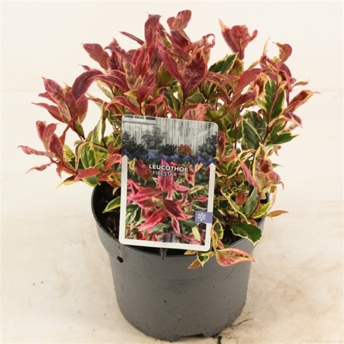 Leucothoe walteri Firestar - New Variegated Gold and Red Evergreen