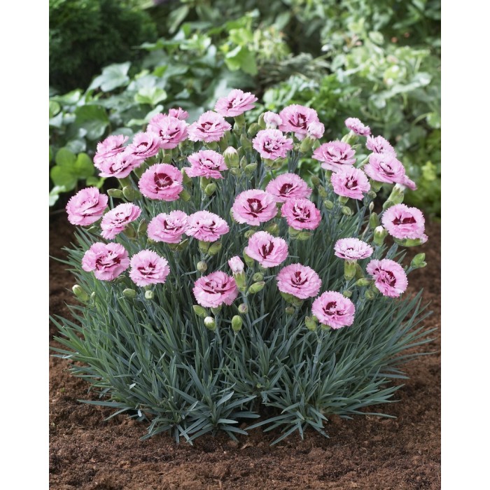 Dianthus Scent First Raspberry Sundae