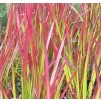 Imperata Cylindrica Rubra Red Baron Grass Seeds 100 Japanese Blood ...