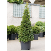English Yew Topiary Pyramid - Taxus baccata - Extra Large Specimen ...
