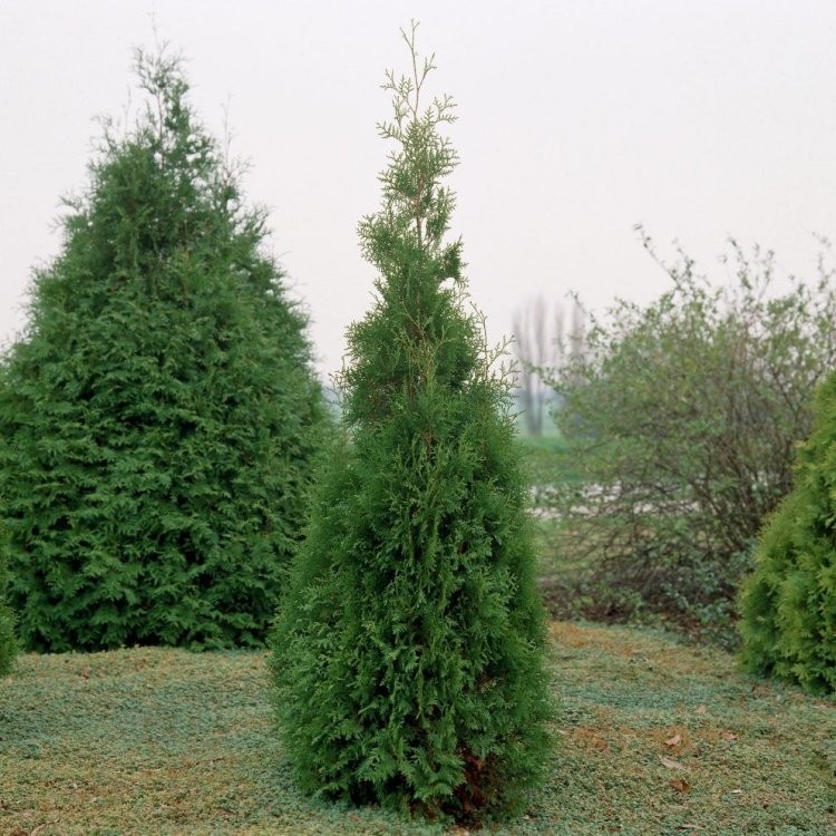 Thuja occidentalis Brabant - 80-100cm Specimen or Hedging Conifer