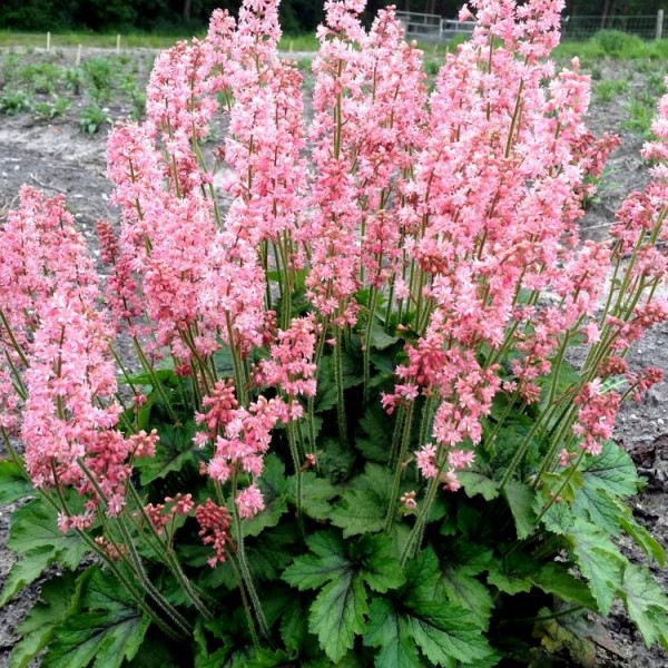 Nepeta grandiflora Dusk to Dawn - Pink Catmint