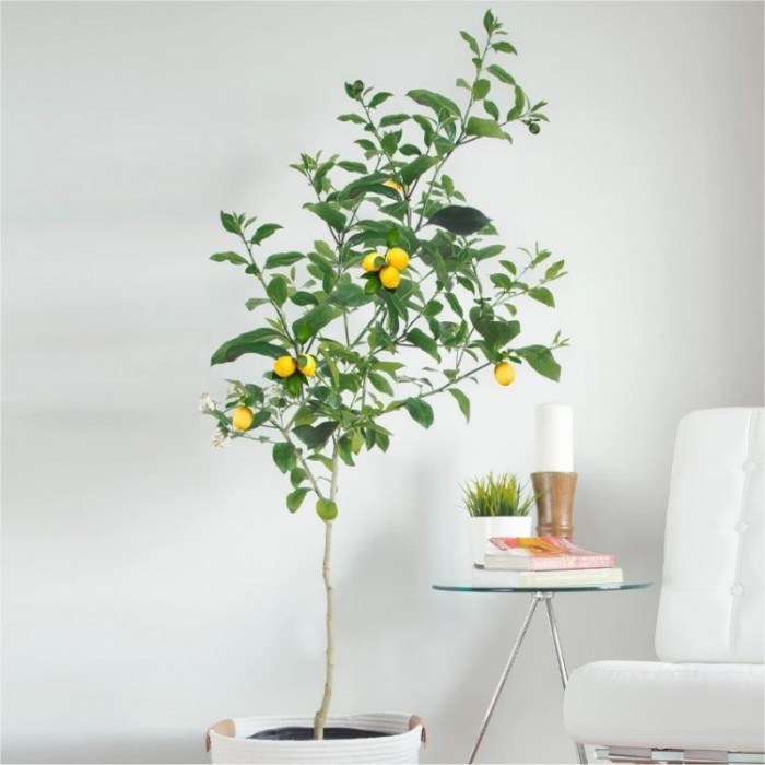 Large Citrus Tree - Fruiting & Flowering Lemon Tree - 120-140cms ...